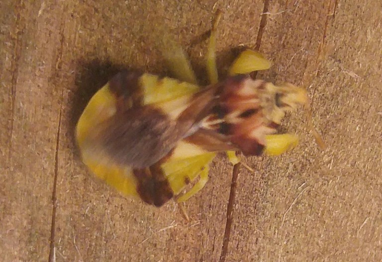 Jagged Ambush Bug: All You Need To Know In A Nutshell - What's That Bug?