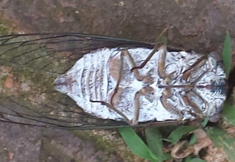 The Diet Of Cicadas: An Easy Guide To What They Consume - What's That Bug?