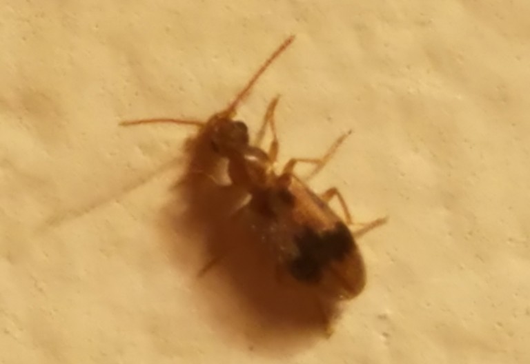 Flower Beetle: All You Need To Know In A Nutshell - What's That Bug?