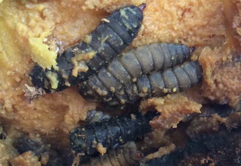 Pest Control Company - Finding the Right One: Black Soldier Fly Larvae ...