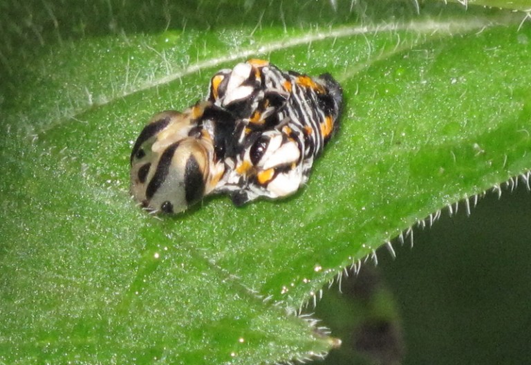 Baltimore Checkerspot: Essential Facts & Insights - What's That Bug?