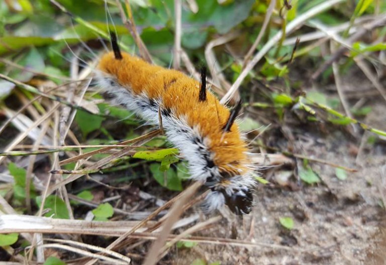 American Dagger Moth Life Cycle: Unraveling The Mystery Of This ...