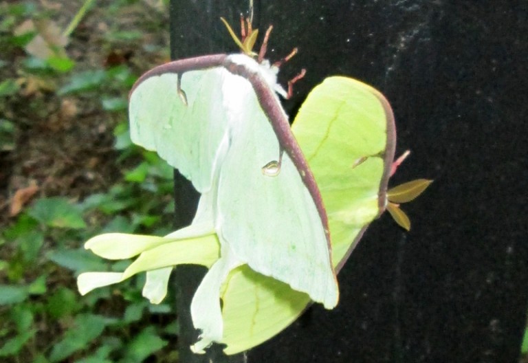 Mastering Luna Moth Attraction: A Step-by-Step Guide - What's That Bug?