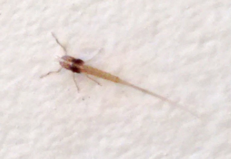 Mayfly Life Cycle: A Fascinating Journey Explained - What's That Bug?