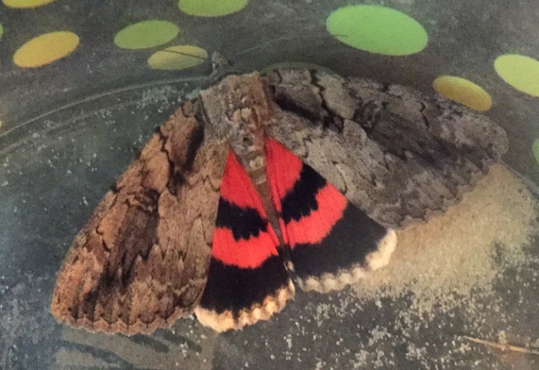 Pink Underwing Moth: Key Facts And Insights For Enthusiasts - What's ...