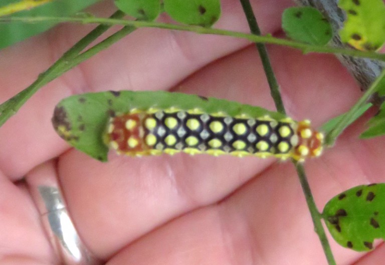 Caterpillar Predators: Who's On The Menu? Exploring Natural Predation ...