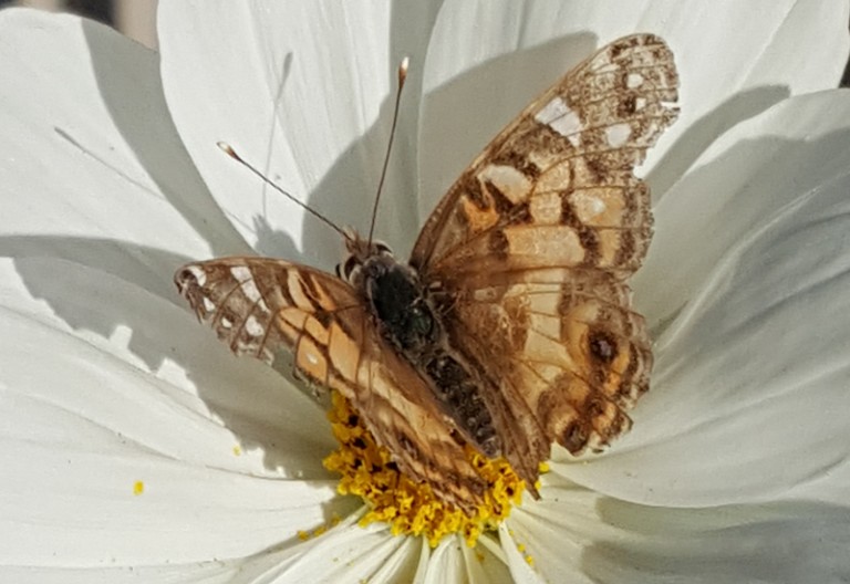 The Marvelous American Lady Butterfly: A Quick Guide - What's That Bug?