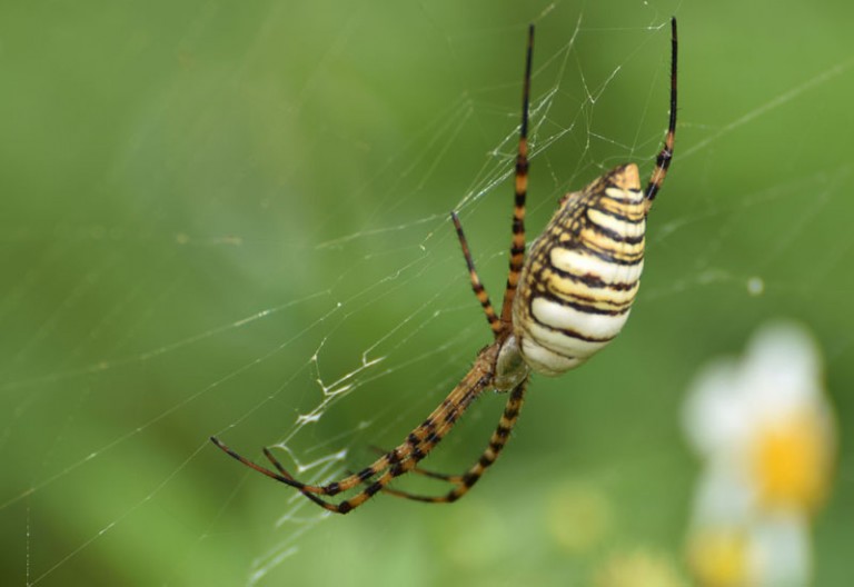 The Banded Garden Spider: A Quick Overview Of Key Facts - What's That Bug?