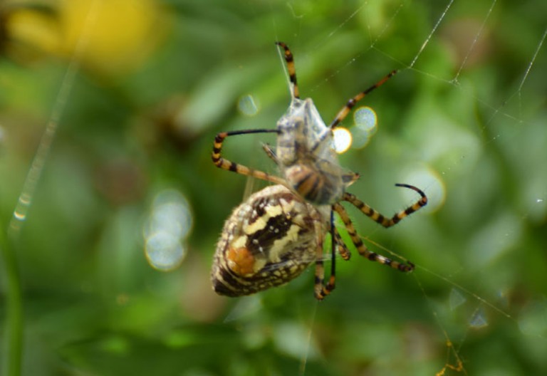 The Banded Garden Spider: A Quick Overview Of Key Facts - What's That Bug?