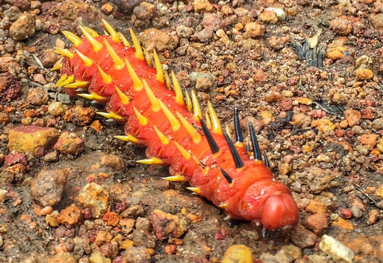 Cabbage Tree Emperor Moth: Quick Facts And Essential Info - What's That ...