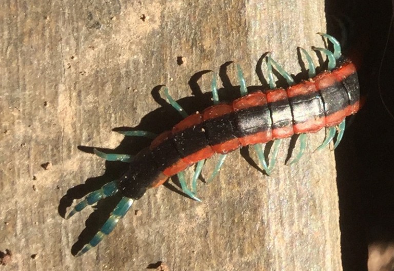 Where Do Centipedes Come From: Tracing Their Origins - What's That Bug?