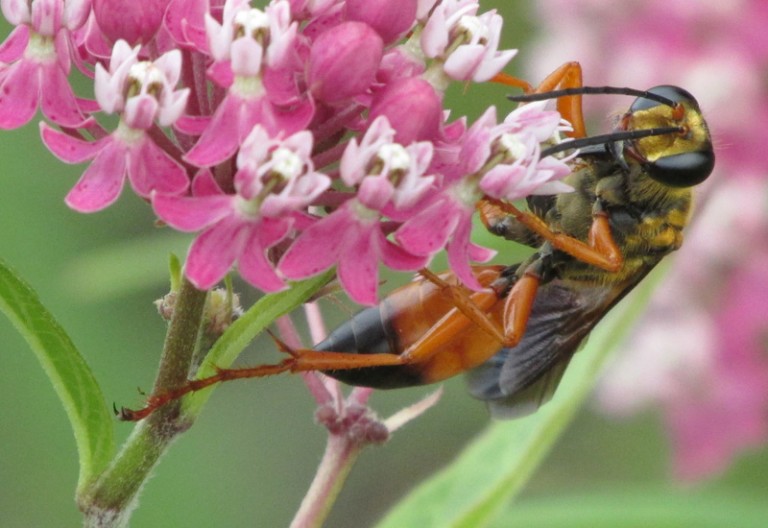 Do Digger Wasps Sting? Truth Revealed - What's That Bug?