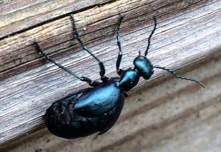 Are Oil Beetles Dangerous? A Quick Guide To Assessing Risks - What's ...