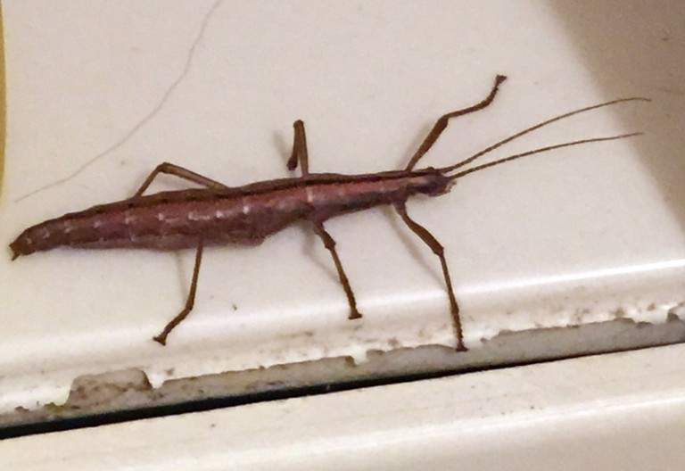 Are Walking Sticks Poisonous? Debunking The Myths And Facts - What's ...