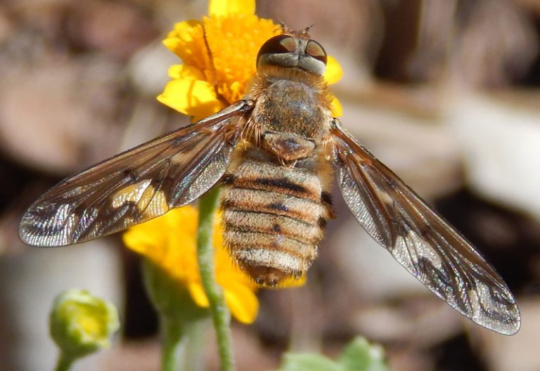 How To Identify And Manage Big Black Bugs That Look Like Bees - What's ...