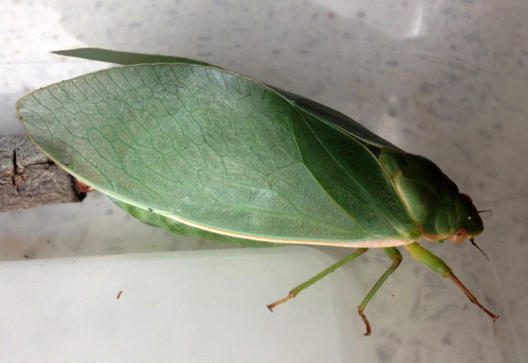 Cicada Life Cycle: Unveiling Nature's Mysterious Insects - What's That Bug?