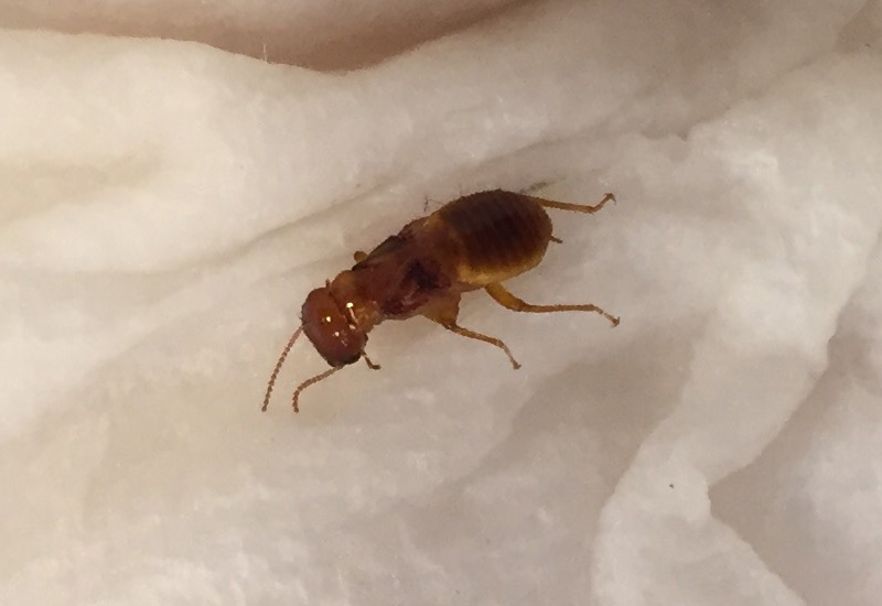 Termite What s That Bug Termite What s That Bug