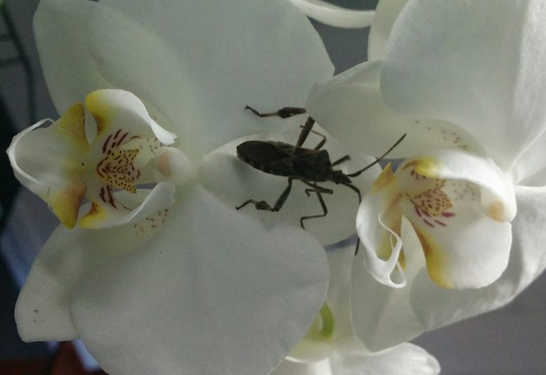 Seed Bugs - All You Need To Know - What's That Bug?
