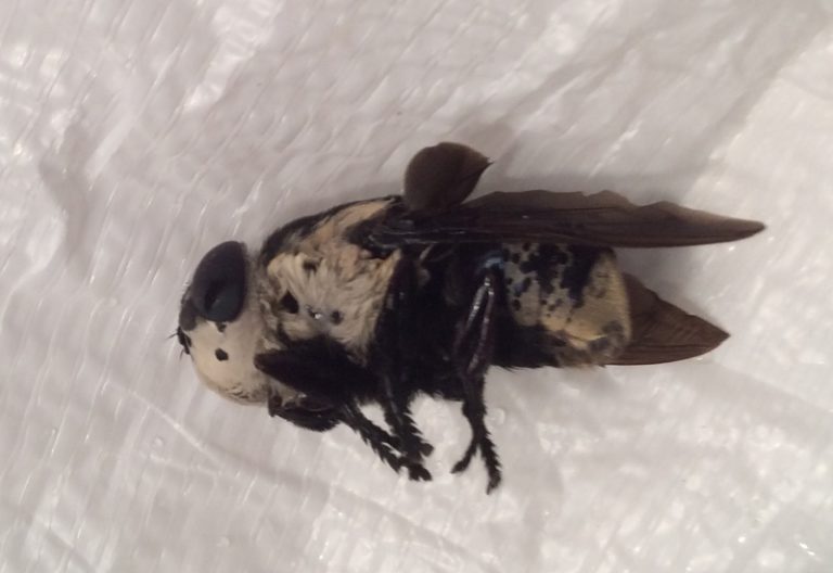 What Are Bot Flies? What You Should Know For Your Safety - What's That Bug?