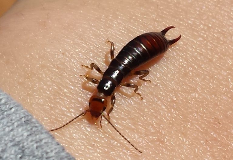 How To Get Rid Of Earwig Infestations - What's That Bug?