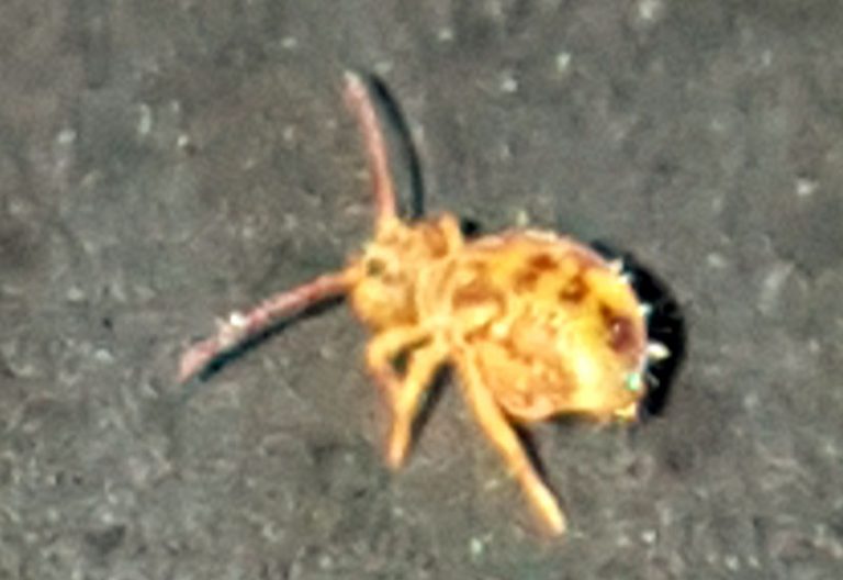 Globular Springtail - What's That Bug?