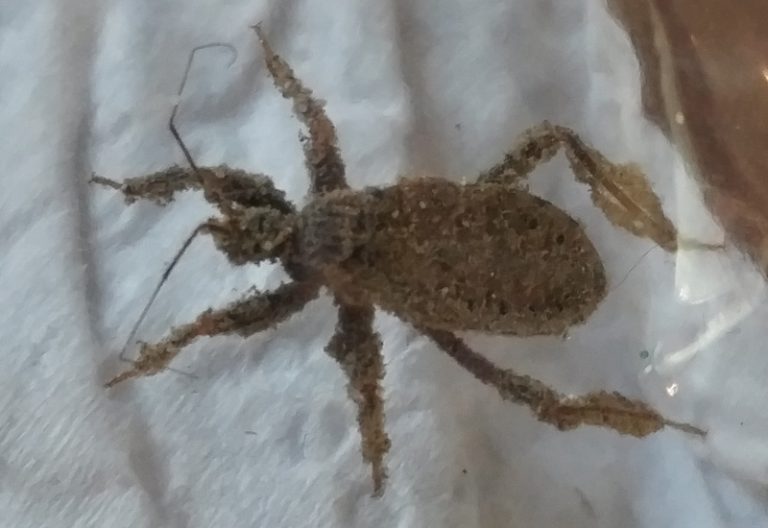 Masked Hunter Bug In House: Quick Solutions And Prevention Tips - What ...