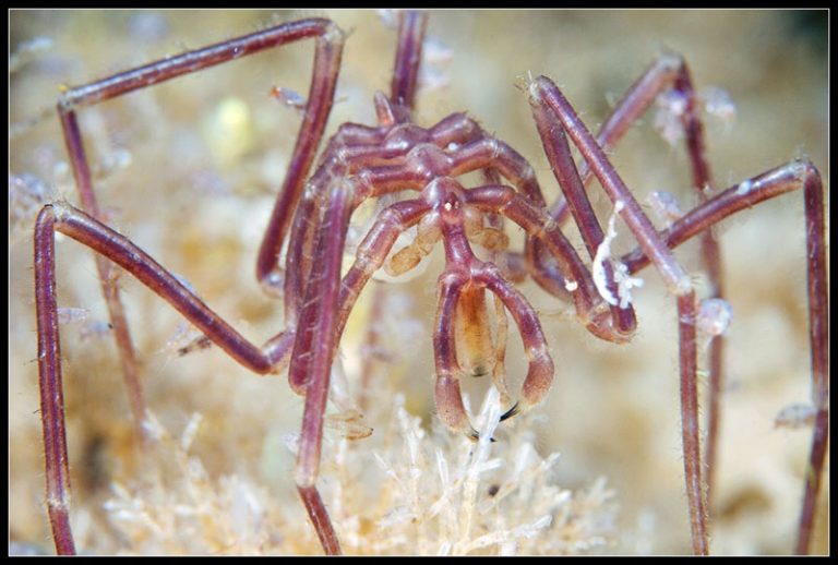 Sea Spider: All You Need To Know In A Nutshell - What's That Bug?