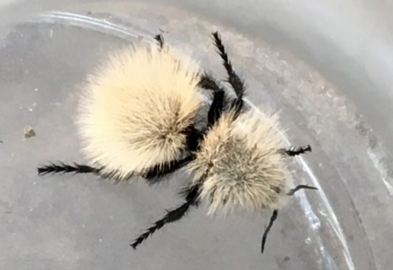 How Bad Is A Velvet Ant Sting? What To Do If Stung? - What's That Bug?