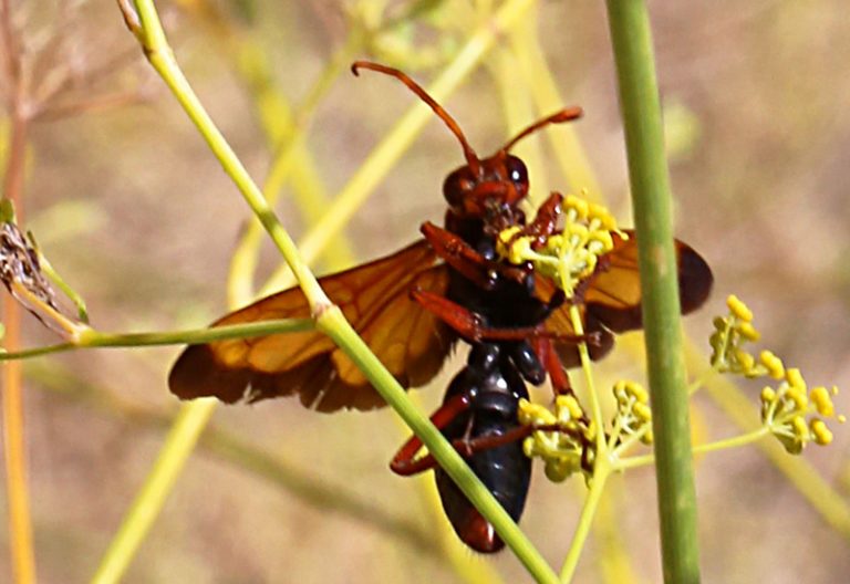 Scoliid Wasp: Quick Guide to Identification and Behavior - What's That Bug?