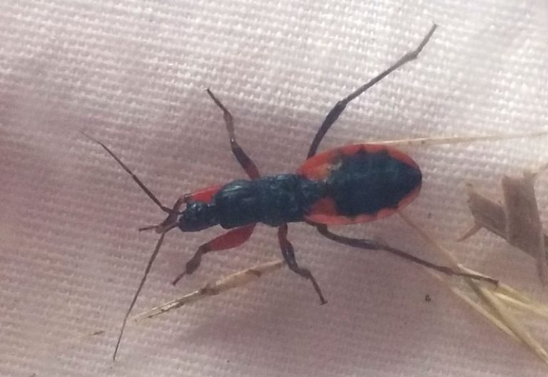 Assassin Bugs Exposed: What You Should Know To Stay Safe - What's That Bug?
