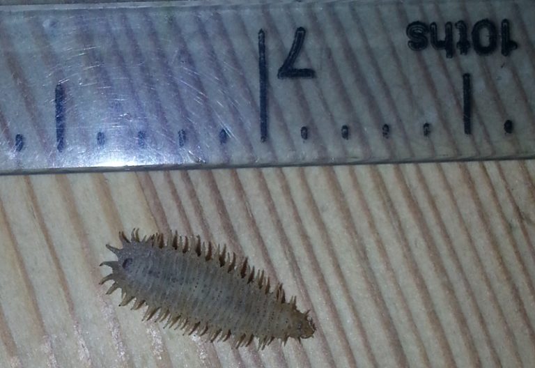 Bot Fly Larvae In Horse Manure: What You Need To Know For Equine Health ...