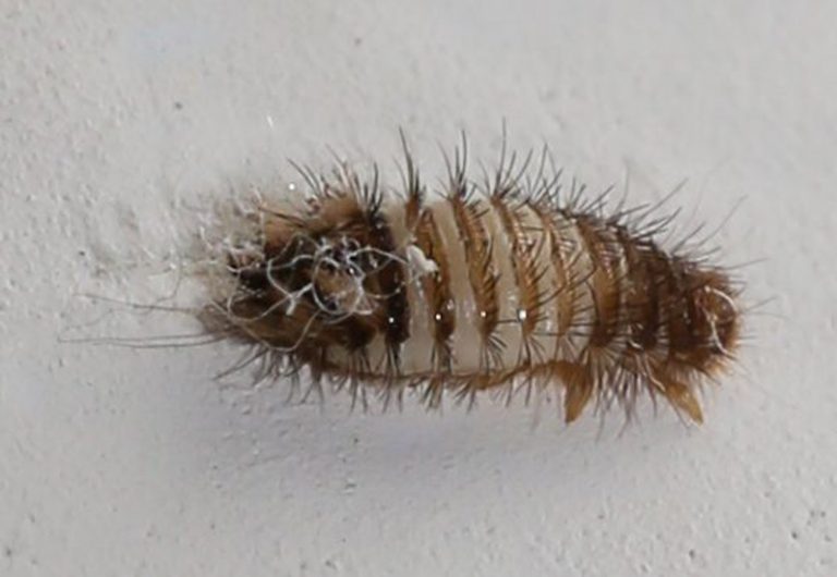 What Do Carpet Beetles Eat: A Quick Guide for Curious Homeowners - What ...