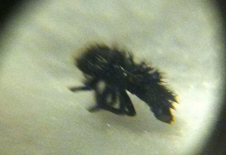 How To Recognize Ladybug Larva: Tiny Alligators in The Yard - What's ...