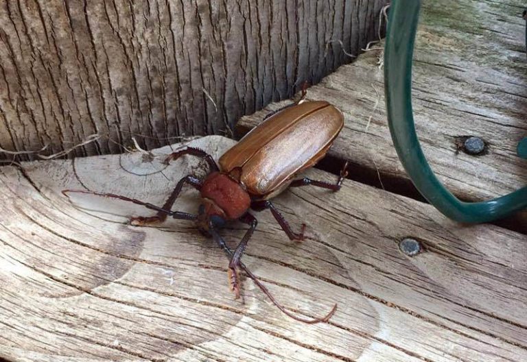 Prionid from Australia: Agrianome spinicollis - What's That Bug?