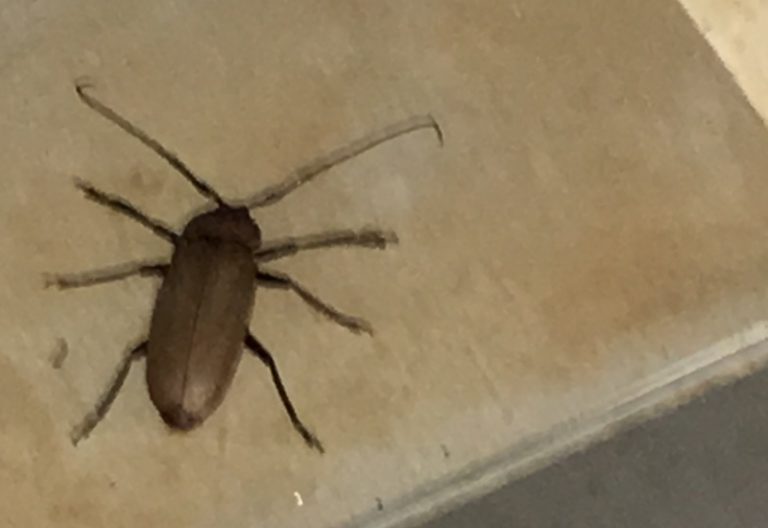 Brown Prionid Beetle Bite: Is It Poisonous? Find Out Now! - What's That ...