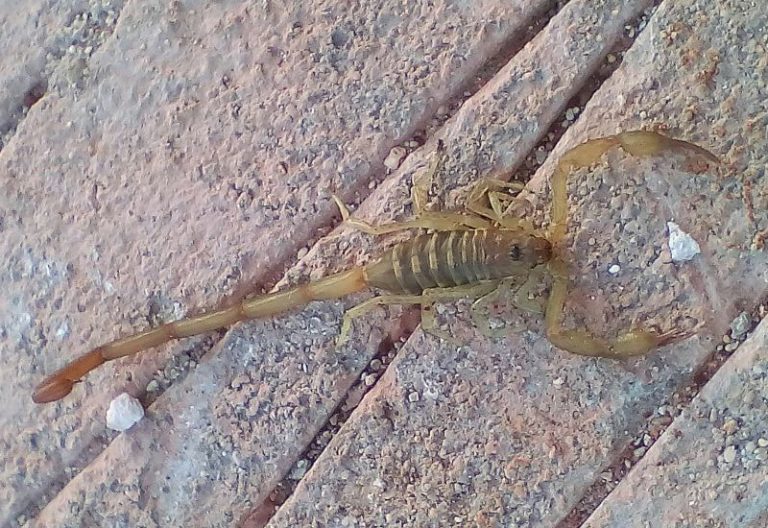 Where Do Scorpions Live? A Quick Guide To Their Habitats - What's That Bug?