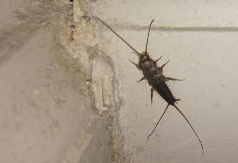 Baby Silverfish: All You Need To Know In A Nutshell - What's That Bug?