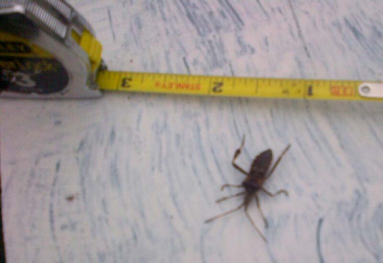 How To Get Rid Of Western Conifer Seed Bug? Explained - What's That Bug?