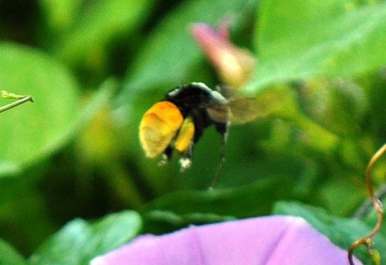 Do Bumble Bees Have Stingers? The Quick And Surprising Answer - What's ...