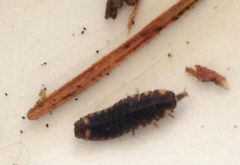 Do Bats Eat Fireflies? Unveiling The Nocturnal Mystery - What's That Bug?