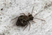 The Ultimate Guide To Breeding Springtails Successfully - What's That Bug?