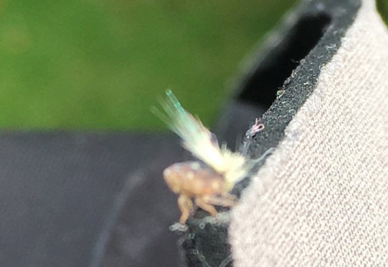 Planthopper Nymph (Fluffy Tail/Bum): Discovering Nature's Unique Little ...