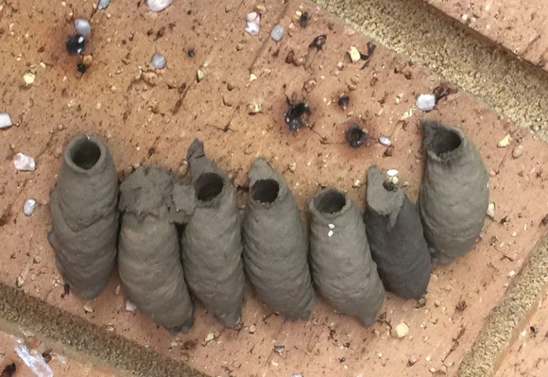 7 Insects That Build Mud Houses - What's That Bug?