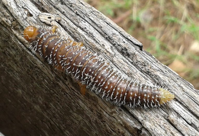 Spitfire Caterpillar: Essential Facts And Care Tips - What's That Bug?