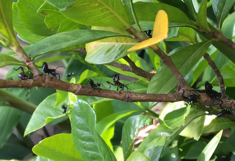 Leaf Footed Bug: All You Need To Know In A Nutshell - What's That Bug?