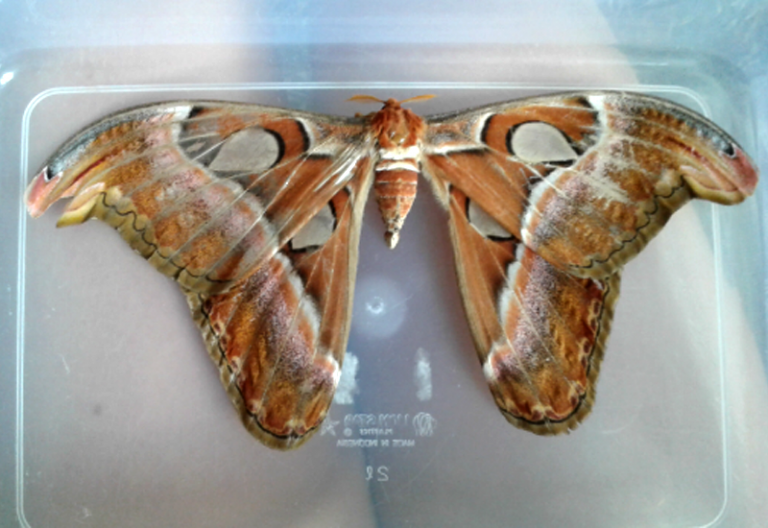 Understanding The Atlas Moth: Quick Essential Facts - What's That Bug?