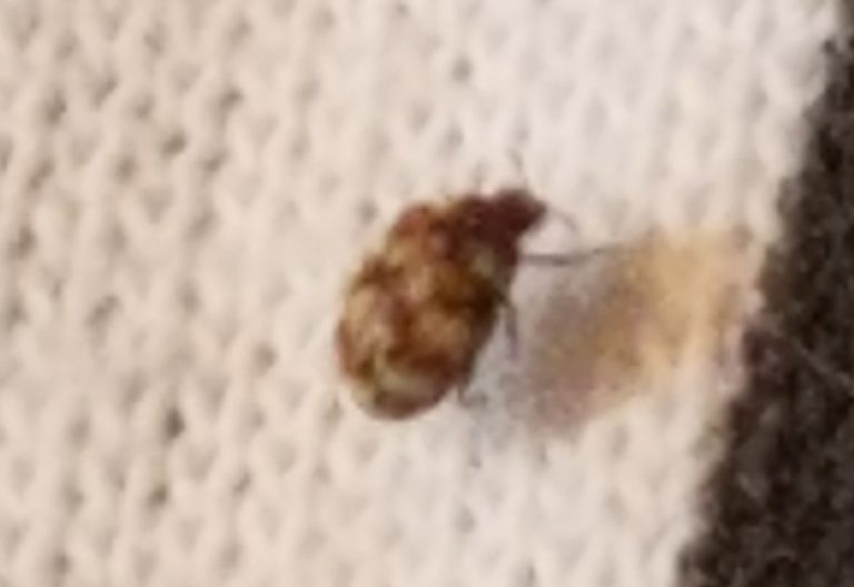 What Do Carpet Beetles Eat: A Quick Guide For Curious Homeowners - What ...