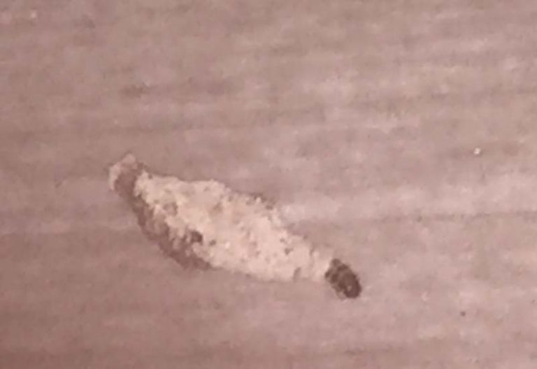 Casemaking Clothes Moths: All You Need To Know For A Moth-Free Home ...