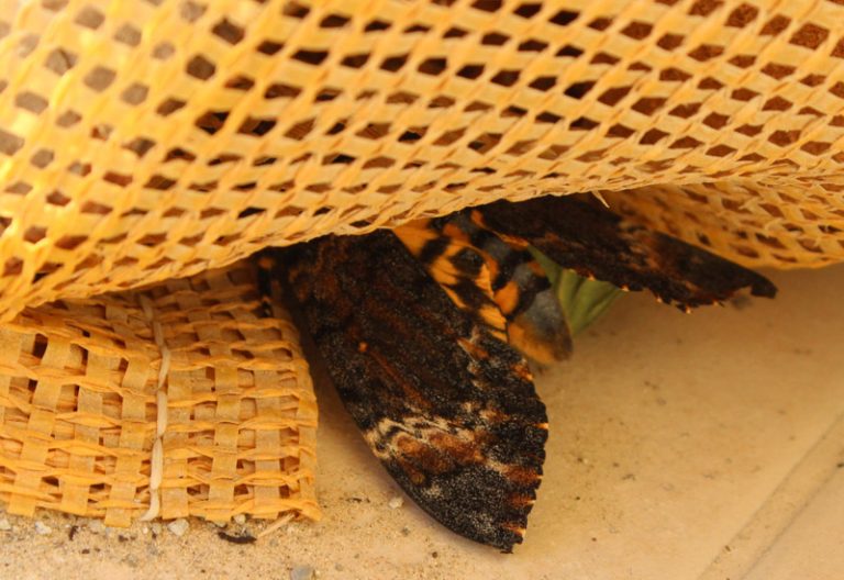 Deaths Head Hawk Moth: Quick Guide For Curious Minds - What's That Bug?