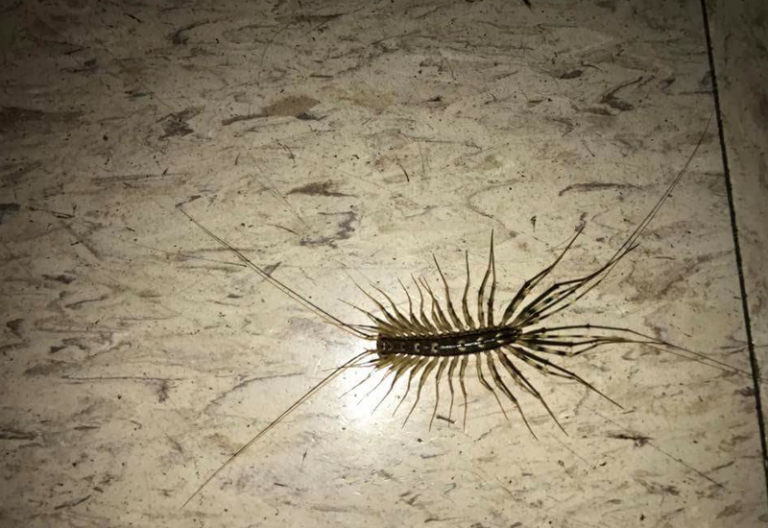 Do House Centipedes Eat Bed Bugs? Surprising Facts You Need To Know ...